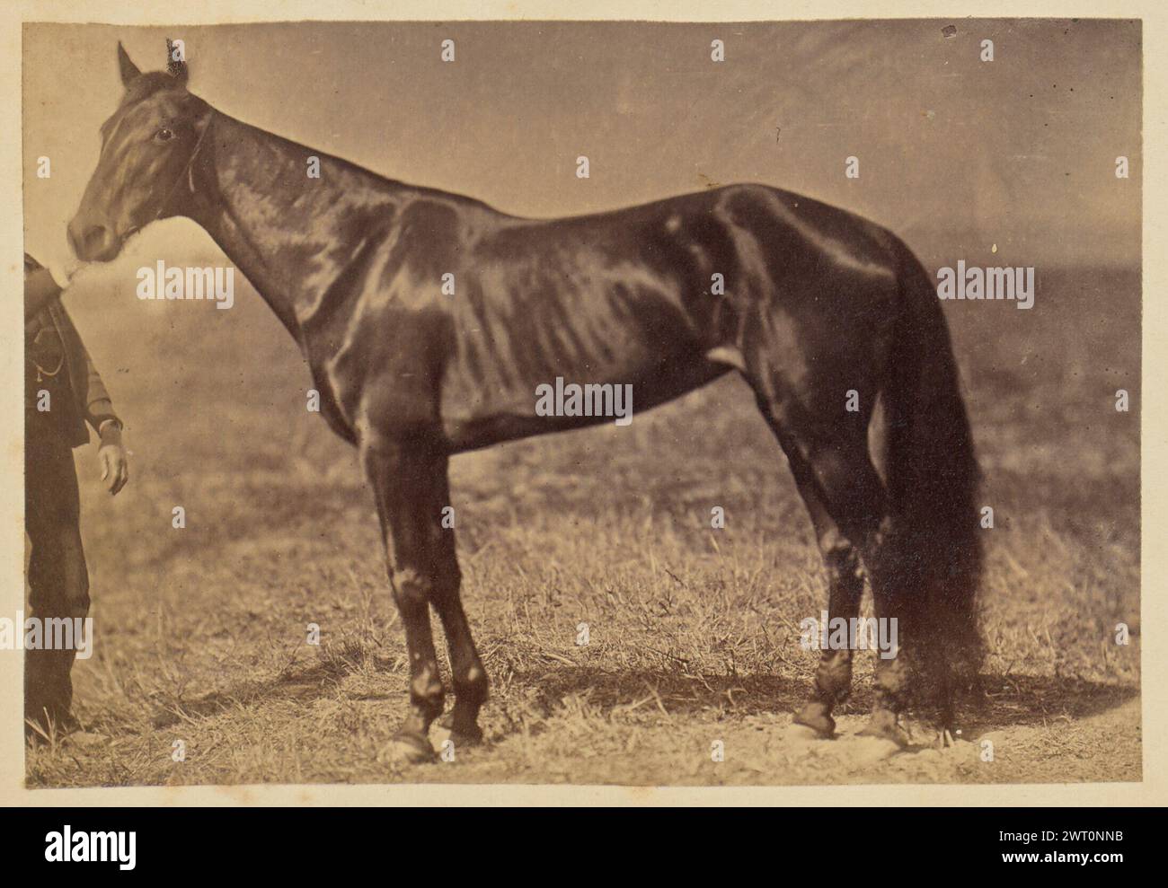 Head turned towards the photographer hi-res stock photography and ...