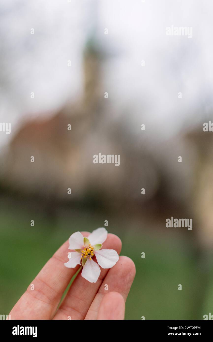 woman's hand touching pink flower of fruit trees in spring Stock Photo ...
