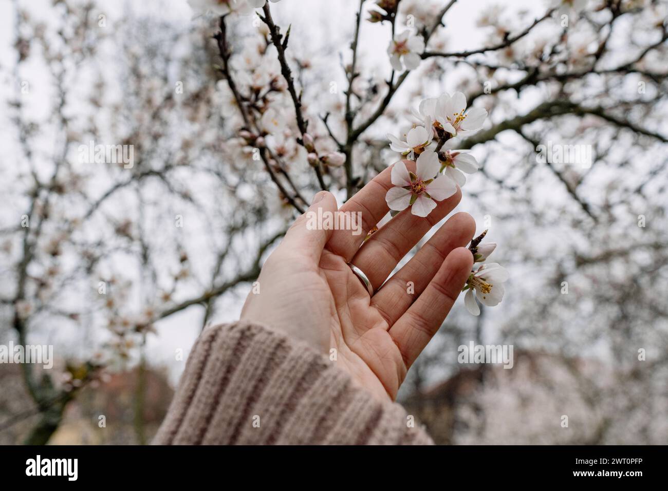 Older woman's hand touching white blossoms of fruit trees in spring ...