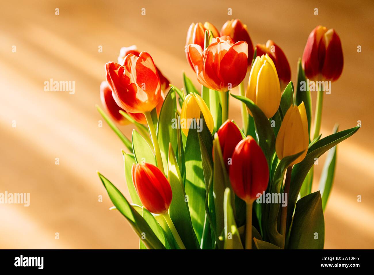 High contrast flower hi-res stock photography and images - Alamy