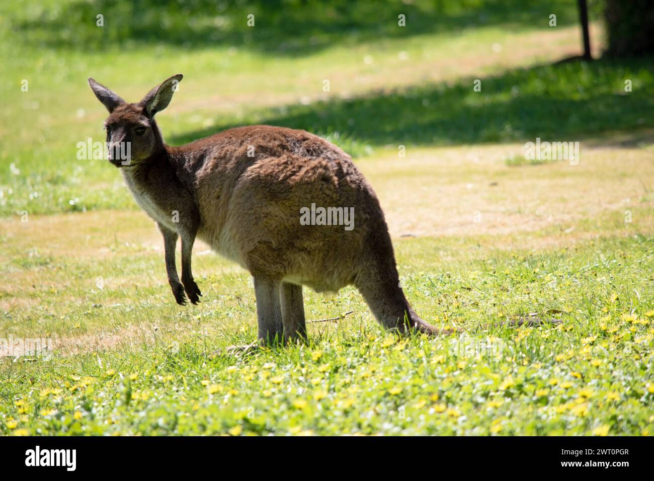 this is a side view of a western grey kangaroo Stock Photo - Alamy