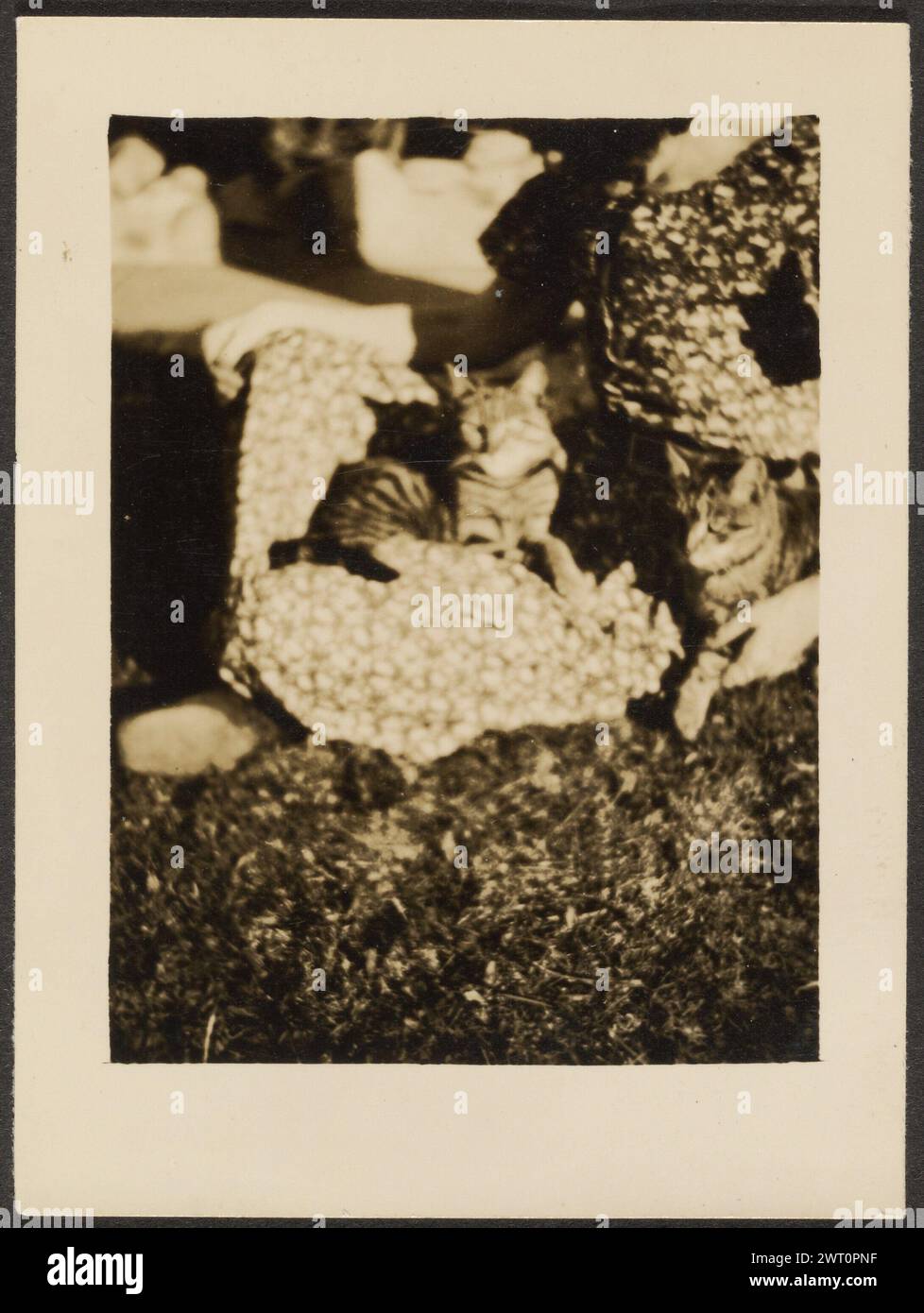 Cats. Louis Fleckenstein, photographer (American, 1866 - 1943) 1907 ...