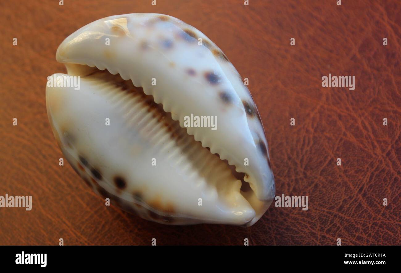 Inner Part Of Cypraea Tigris Shell Closeup Stock Photo Stock Photo - Alamy