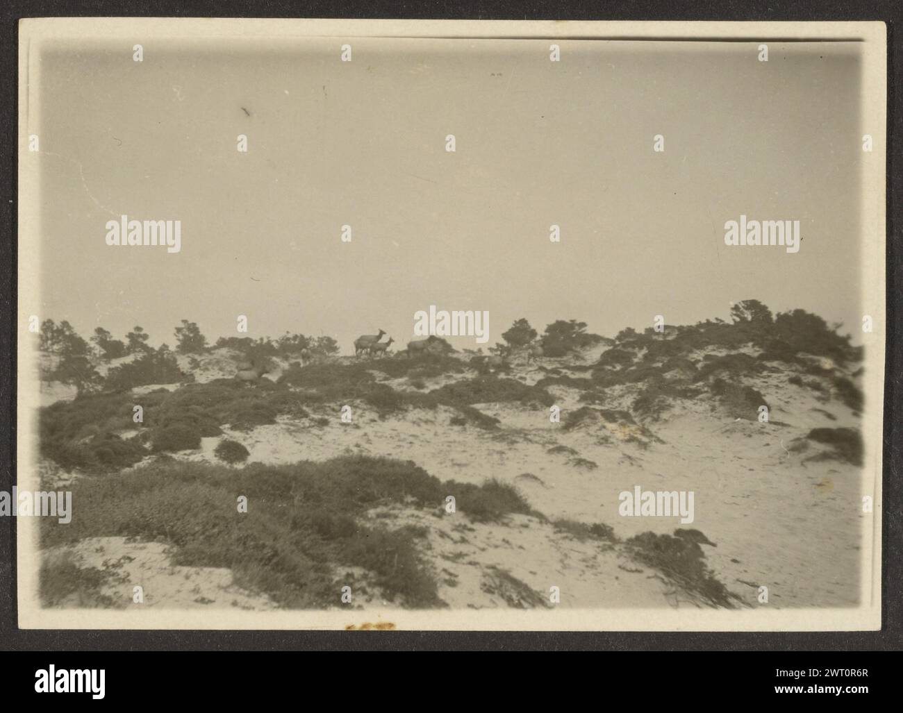 Dunes. Louis Fleckenstein, photographer (American, 1866 - 1943) 1907 ...