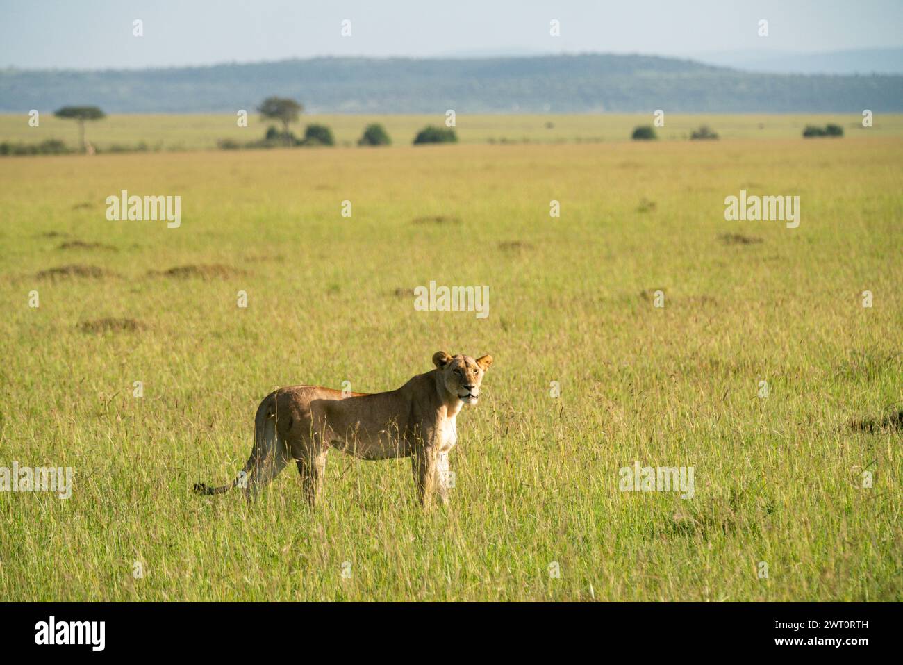 Female lion standing in the savanna in the Maasai Mara in Kenya Stock ...