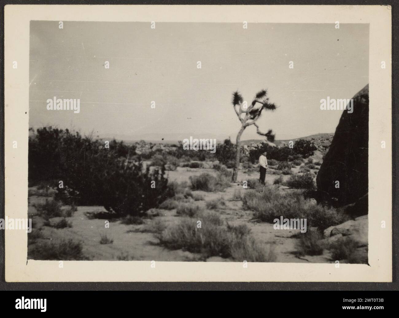 Man Standing Next to Joshua Tree. Louis Fleckenstein, photographer ...