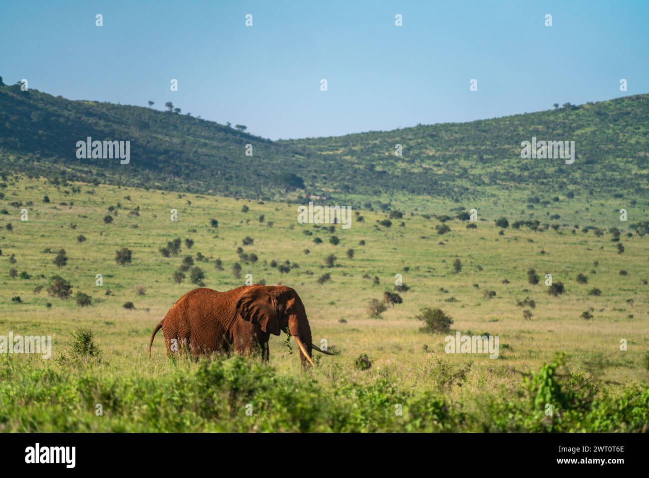 A red elephant of Tsavo West National Park in Kenya Stock Photo - Alamy
