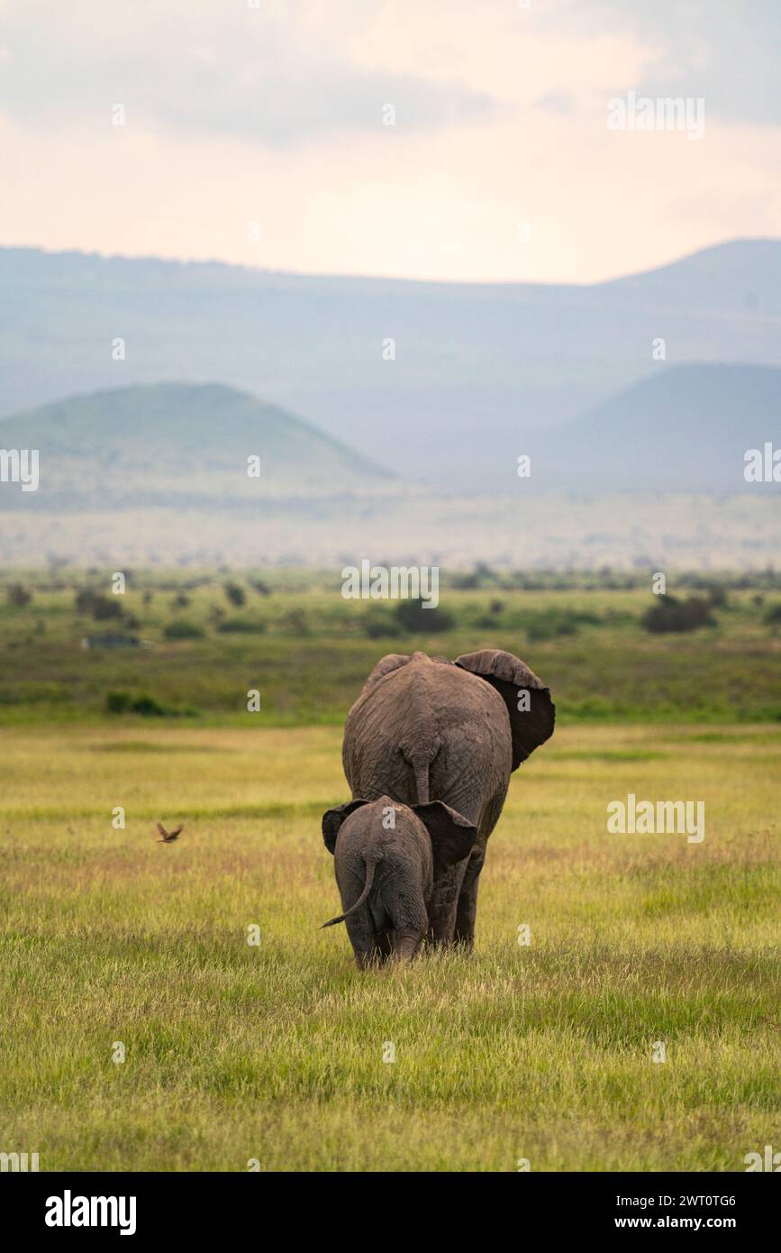 African elephants rear view hi-res stock photography and images - Alamy