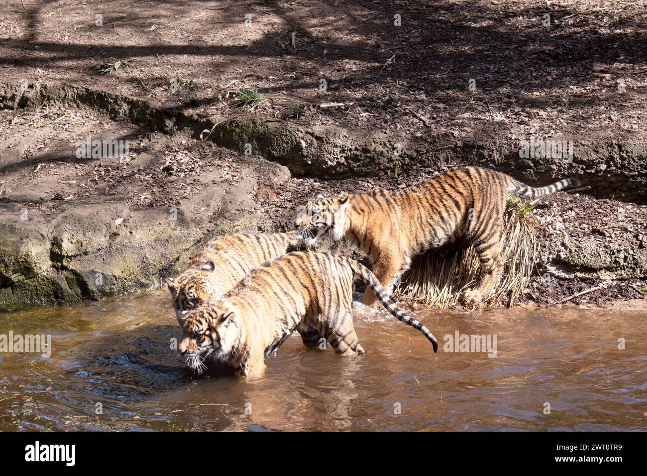 Young tigers have a coat of golden fur with dark stripes, the tiger is ...