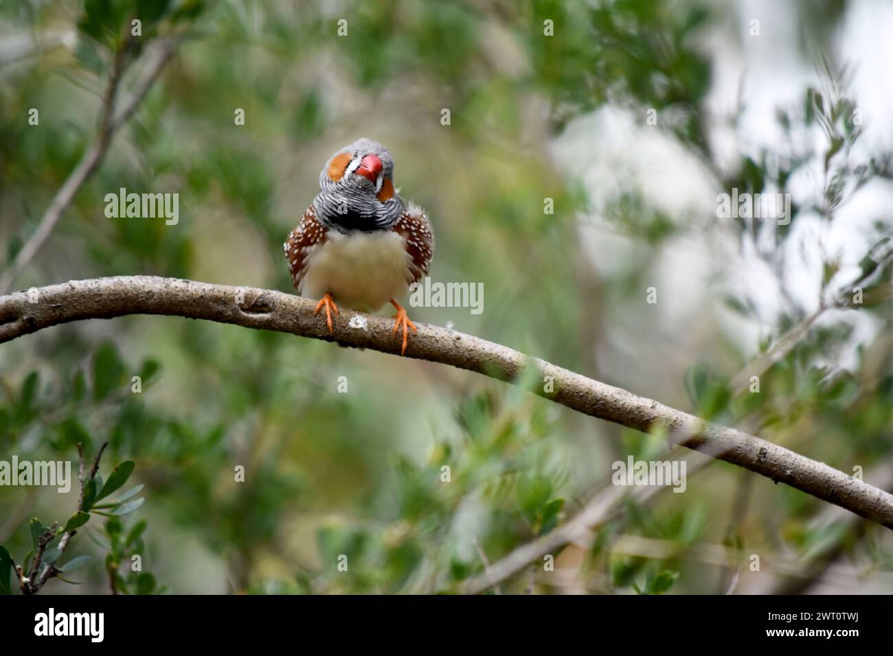 the male zebra finch has a grey body with a white under belly with a ...