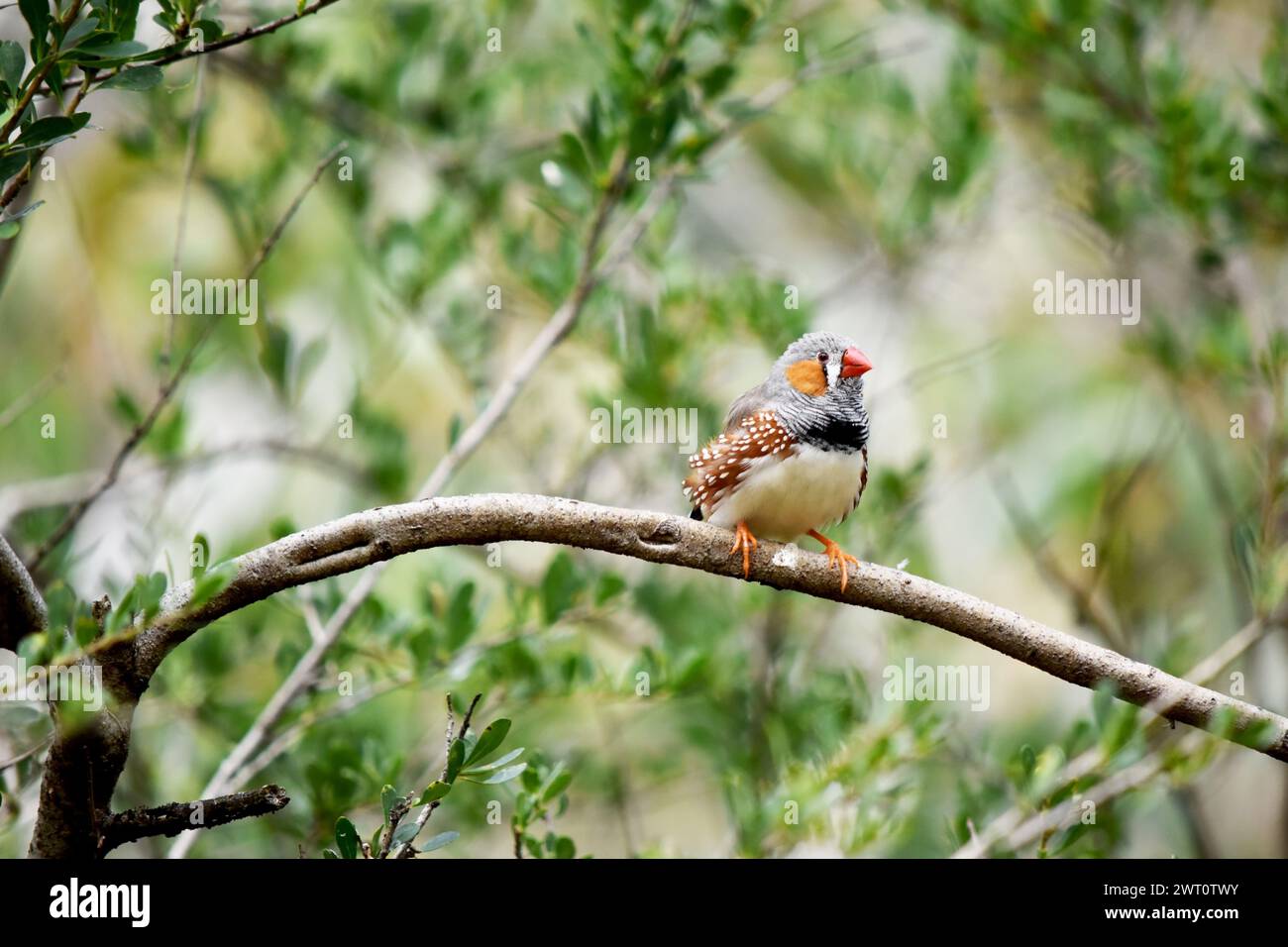 the male zebra finch has a grey body with a white under belly with a ...