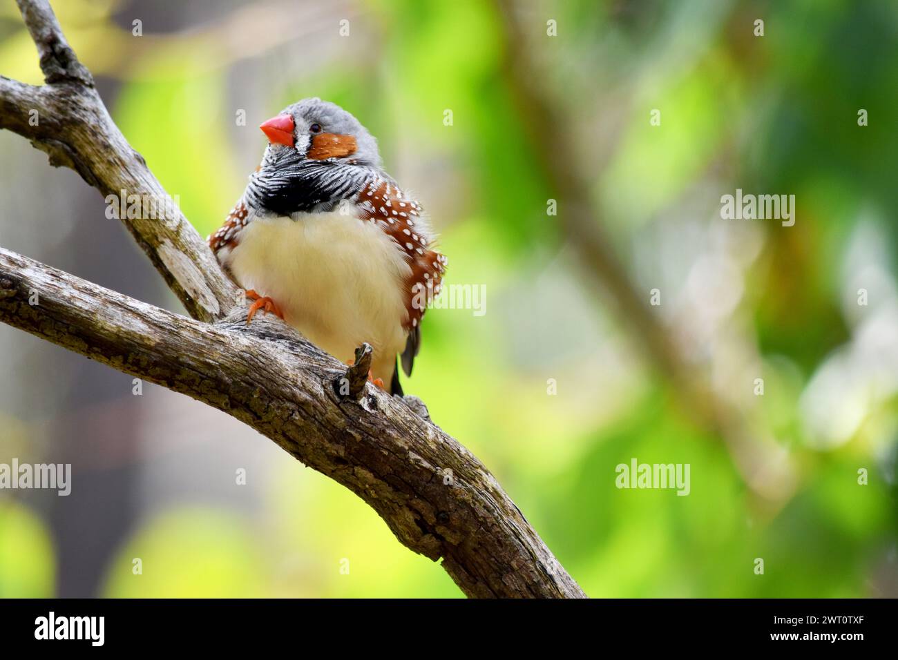 the male zebra finch has a grey body with a white under belly with a ...