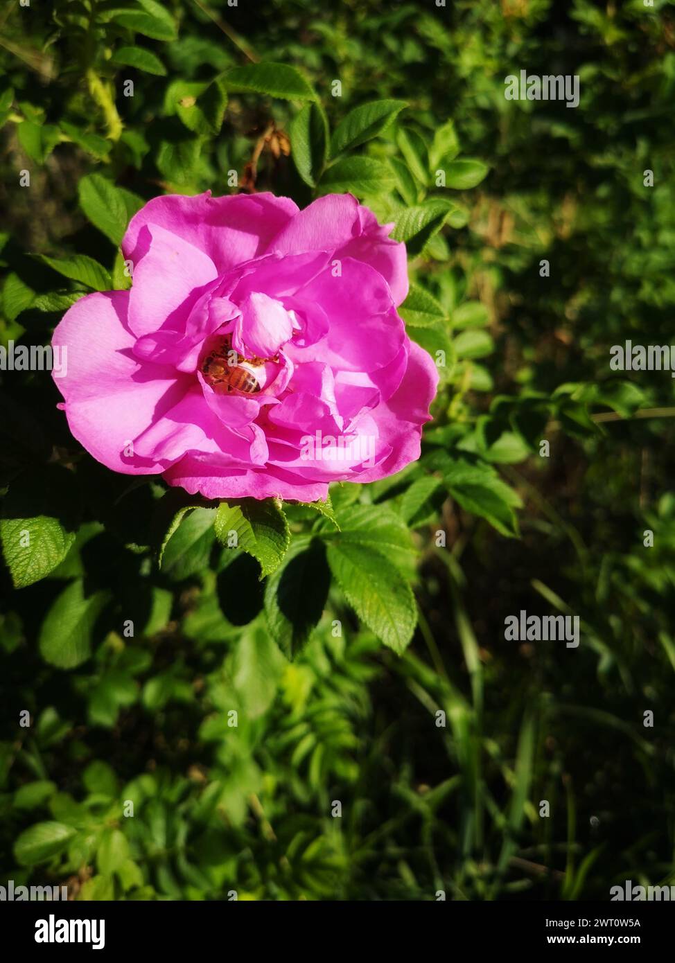 Alberta wild rose hi-res stock photography and images - Alamy