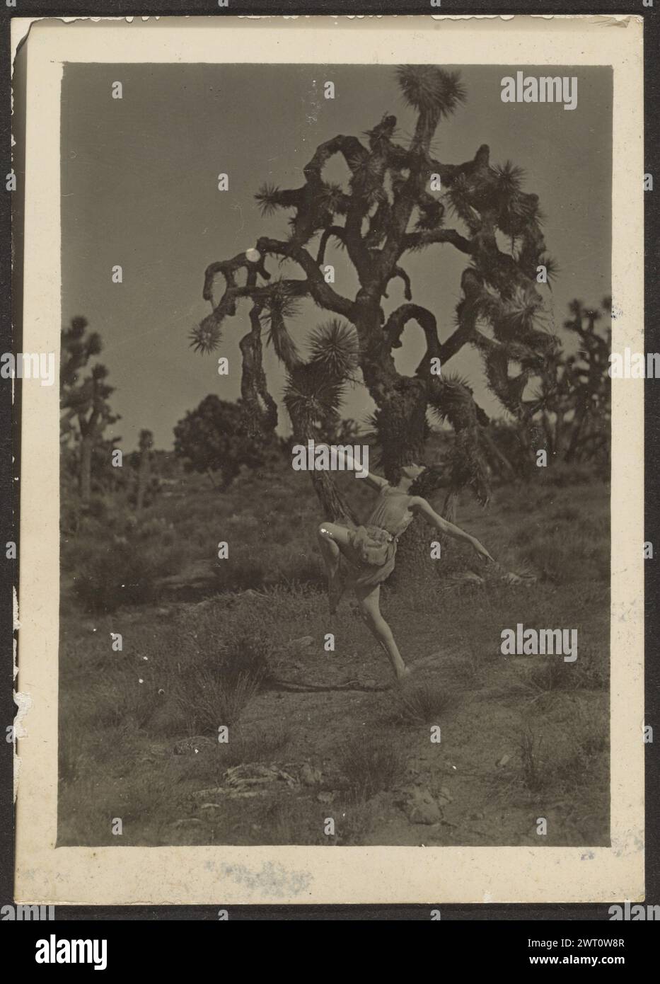 Dancer and Joshua Tree. Louis Fleckenstein, photographer (American ...