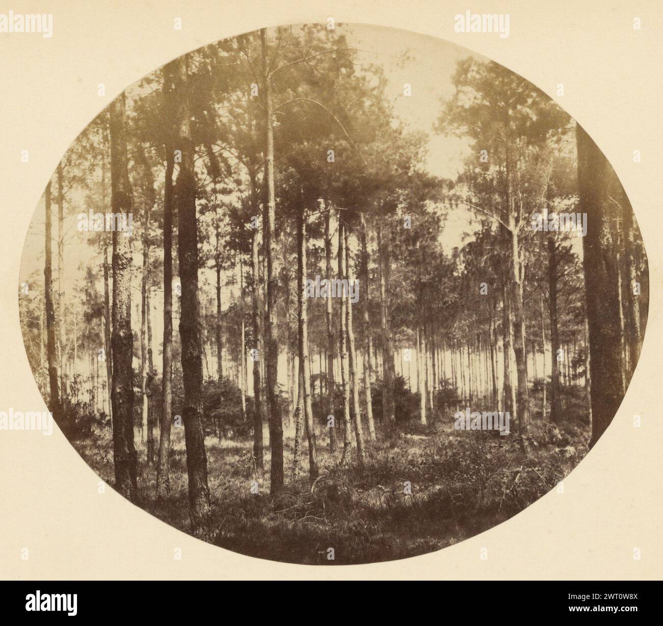 Views in a Fir Plantation. Arthur Julius Pollock, photographer (British ...