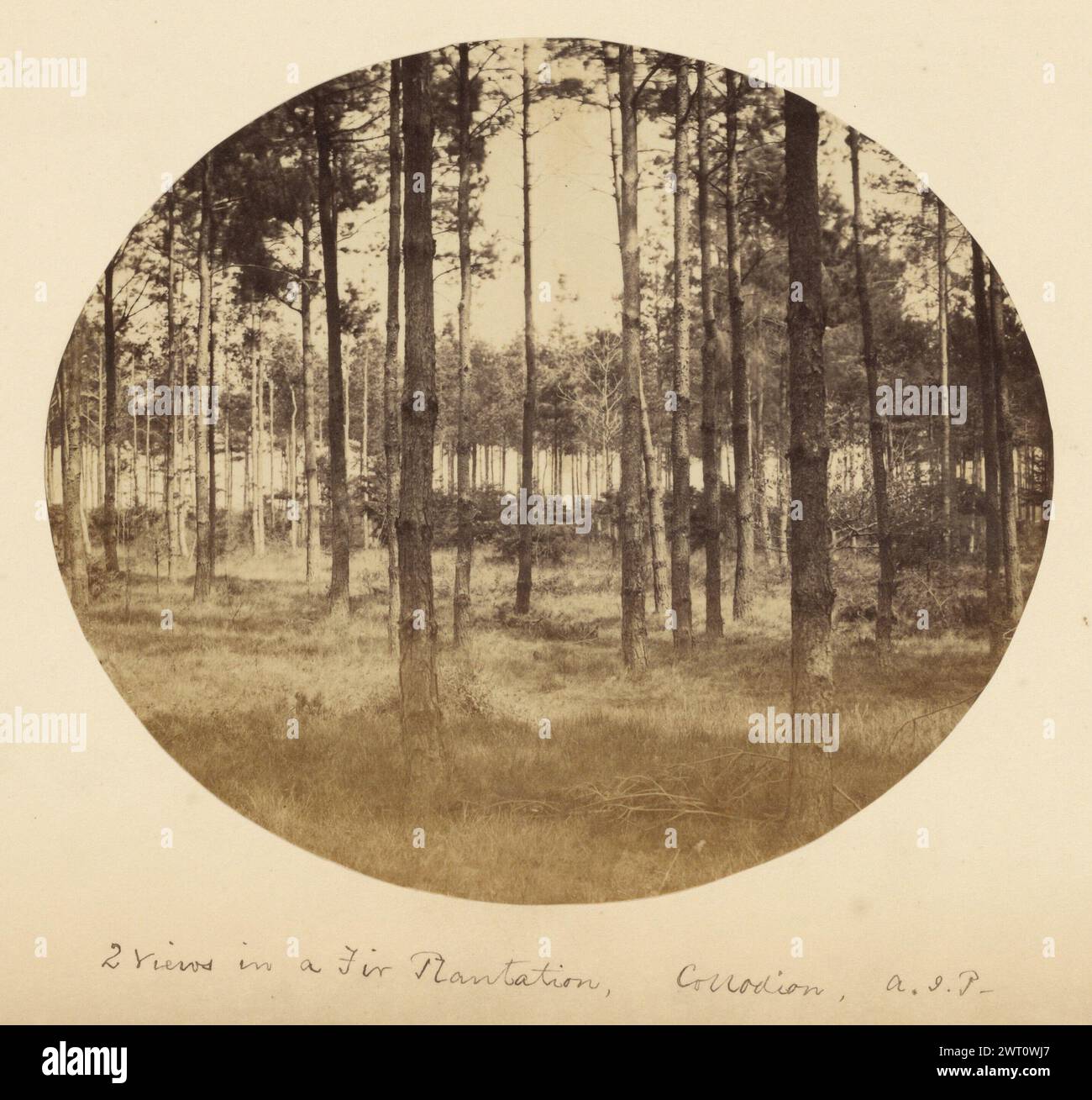 Views in a Fir Plantation. Arthur Julius Pollock, photographer (British ...