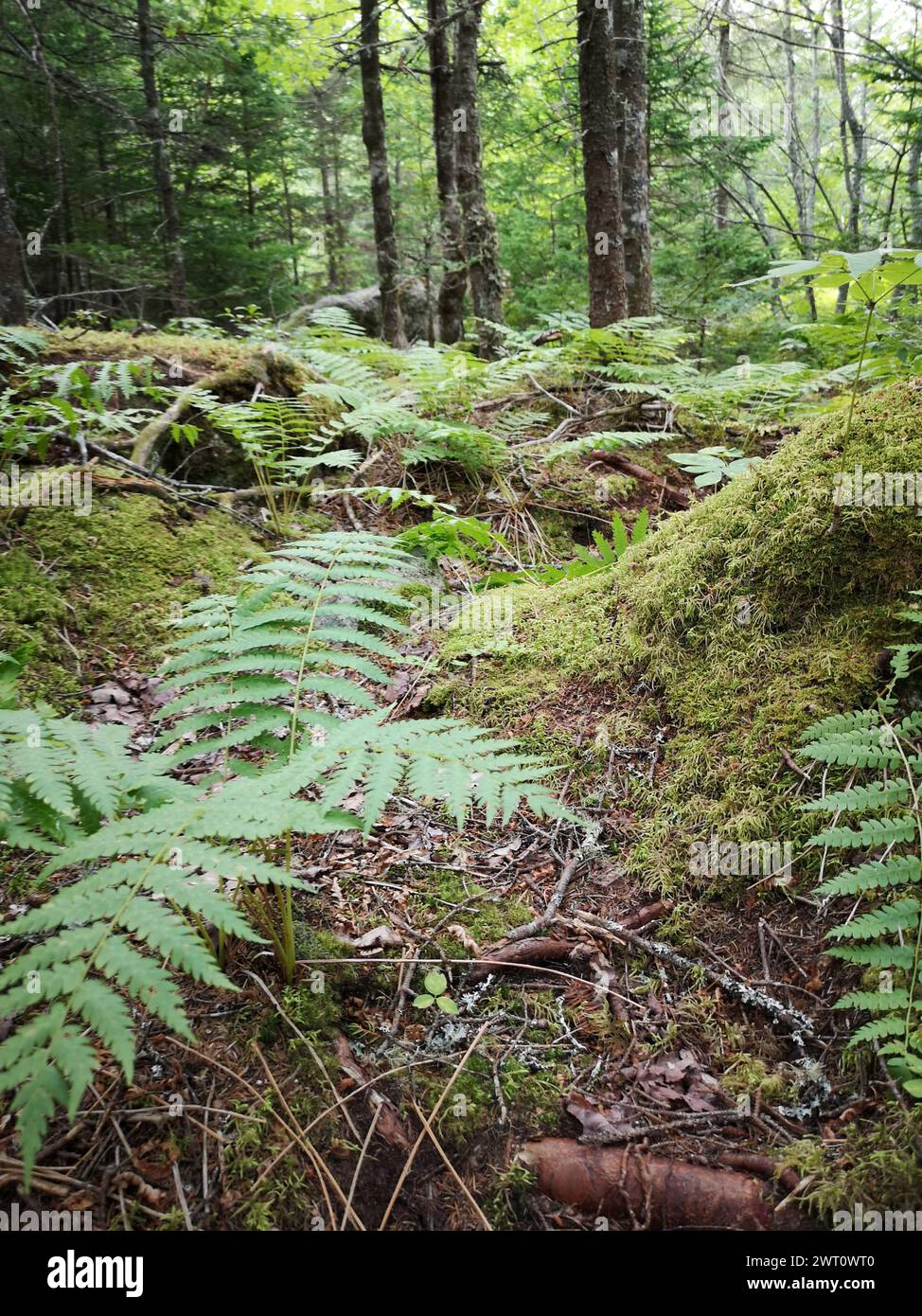 Lush moss green ferns hi-res stock photography and images - Alamy