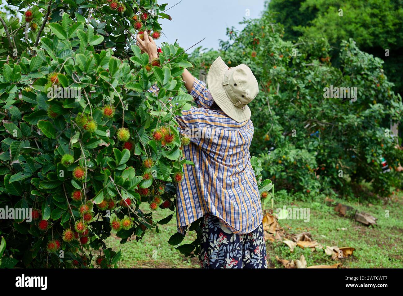 Agriculture harvesting ripe rambutan in farm Stock Photo - Alamy