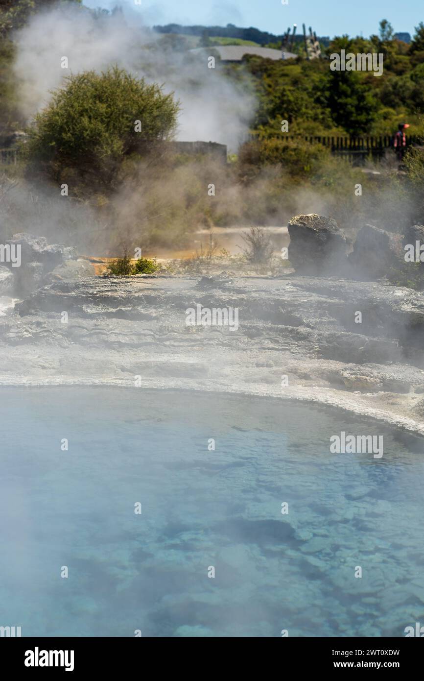 Steaming turquoise geothermal pool surrounded by native trees Stock ...
