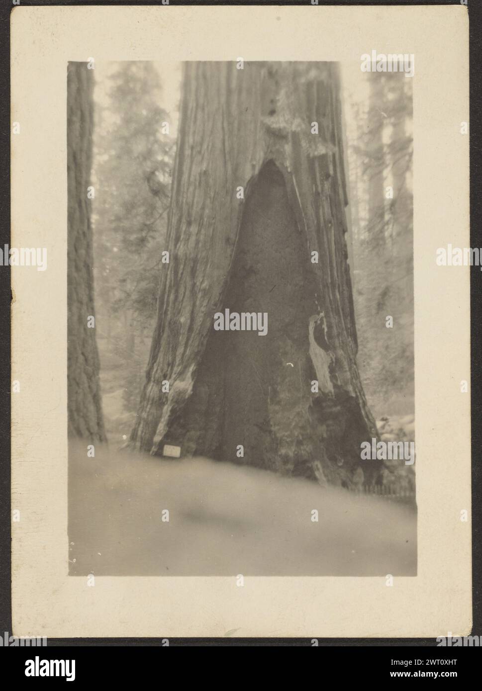 Massive Tree. Louis Fleckenstein, photographer (American, 1866 - 1943 ...