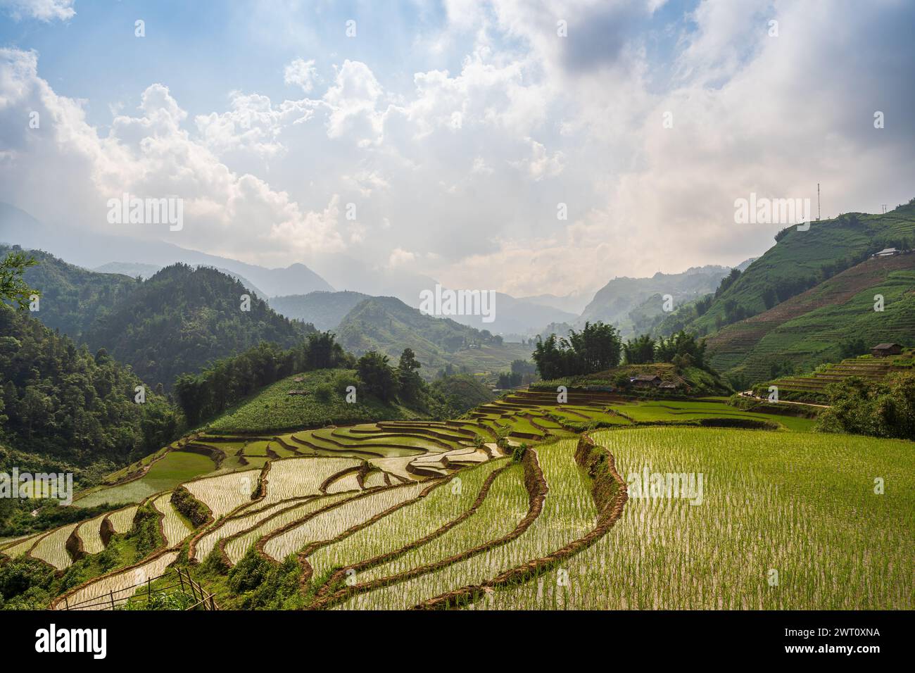 Lush green rice terraces in Vietnam Stock Photo - Alamy