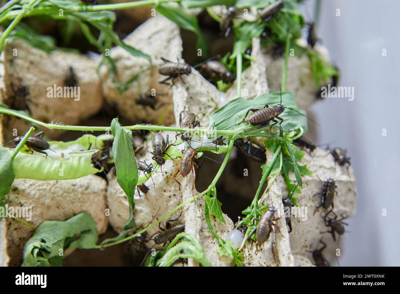 Antennae farming hi-res stock photography and images - Alamy