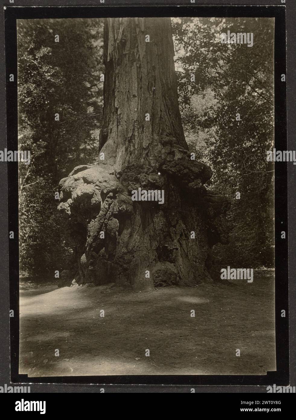 Redwood, Big Basin. Louis Fleckenstein, photographer (American, 1866 ...