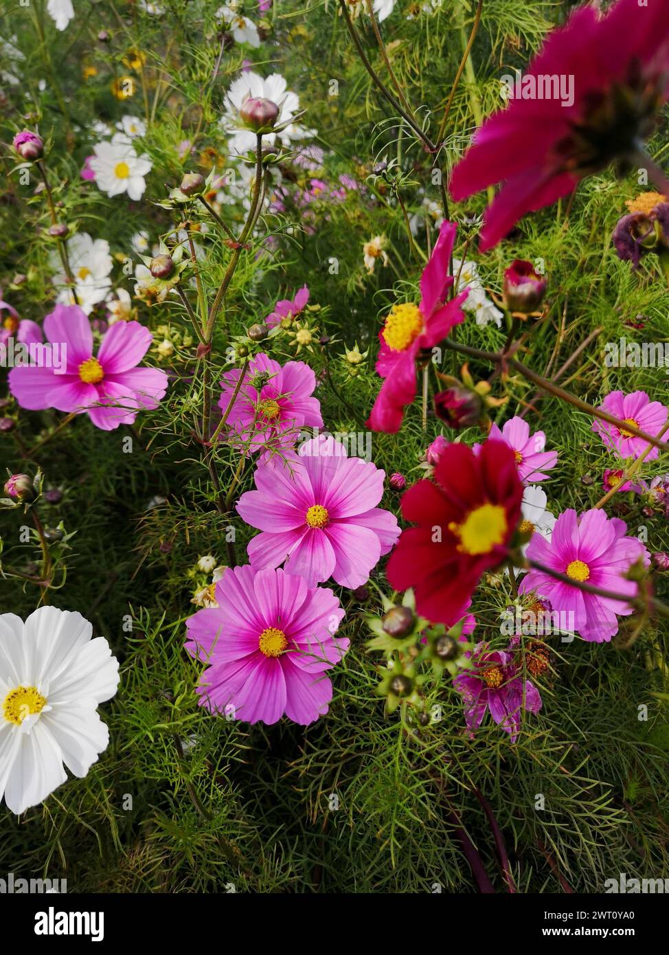 Cosmos Growing Wild in the Garden Stock Photo - Alamy