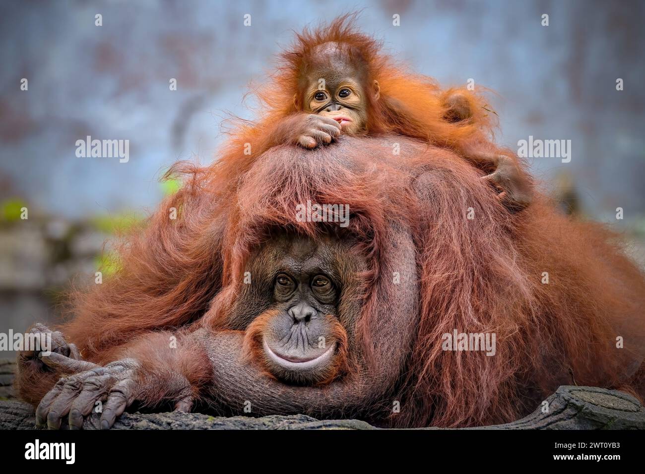 Orangutan mom and baby hi-res stock photography and images - Alamy