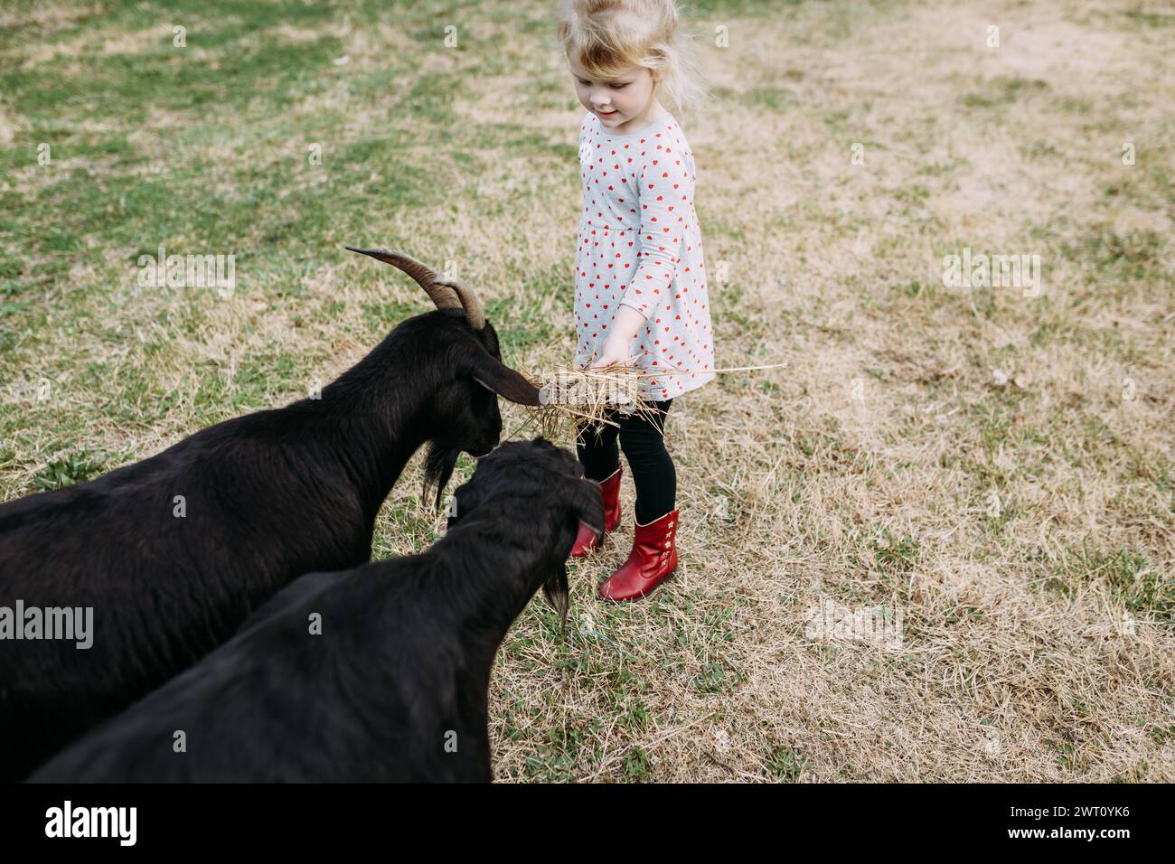 5 goats hi-res stock photography and images - Alamy