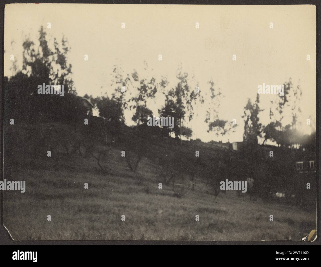 Landscape with Spindly Trees. Louis Fleckenstein, photographer ...