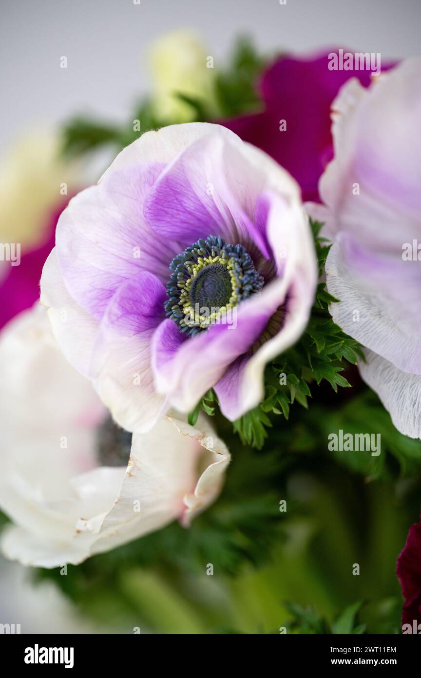 Purple and White Anemone up close Stock Photo - Alamy