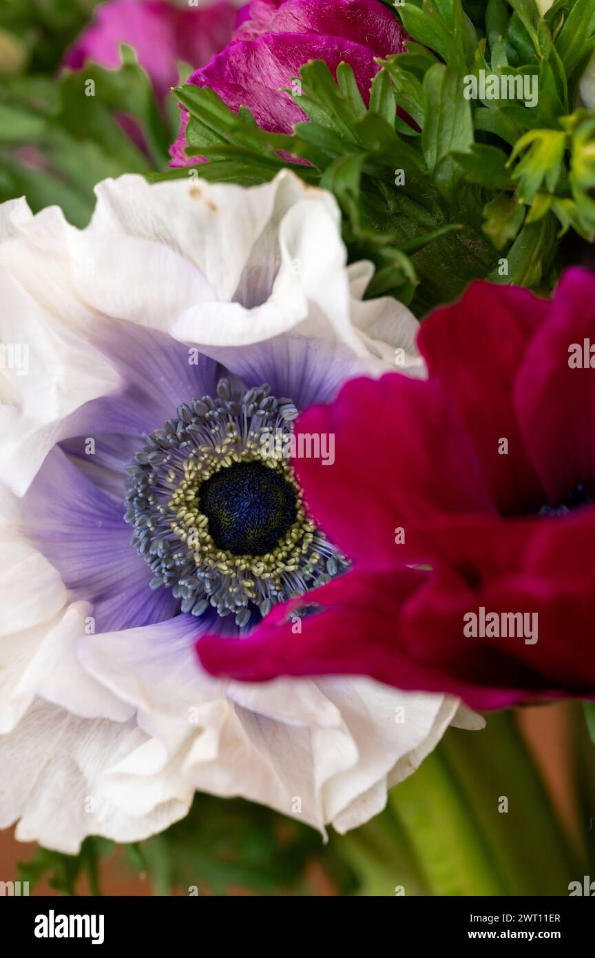 Macro photo of anemones in a bunch Stock Photo - Alamy