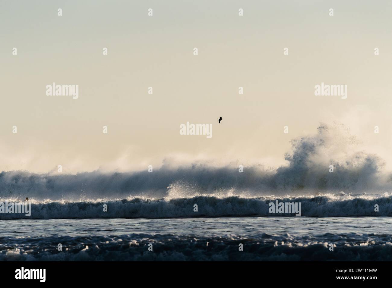 bird flying above a breaking wave, at sunset, high contrast Stock Photo ...