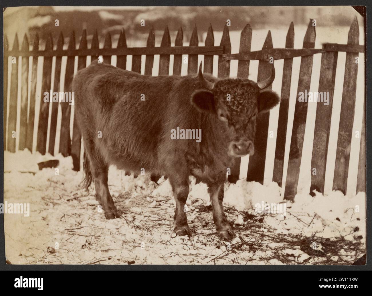 Cow. Charles Reid, photographer (British, 1837 - 1929) 1880–1890 A cow ...