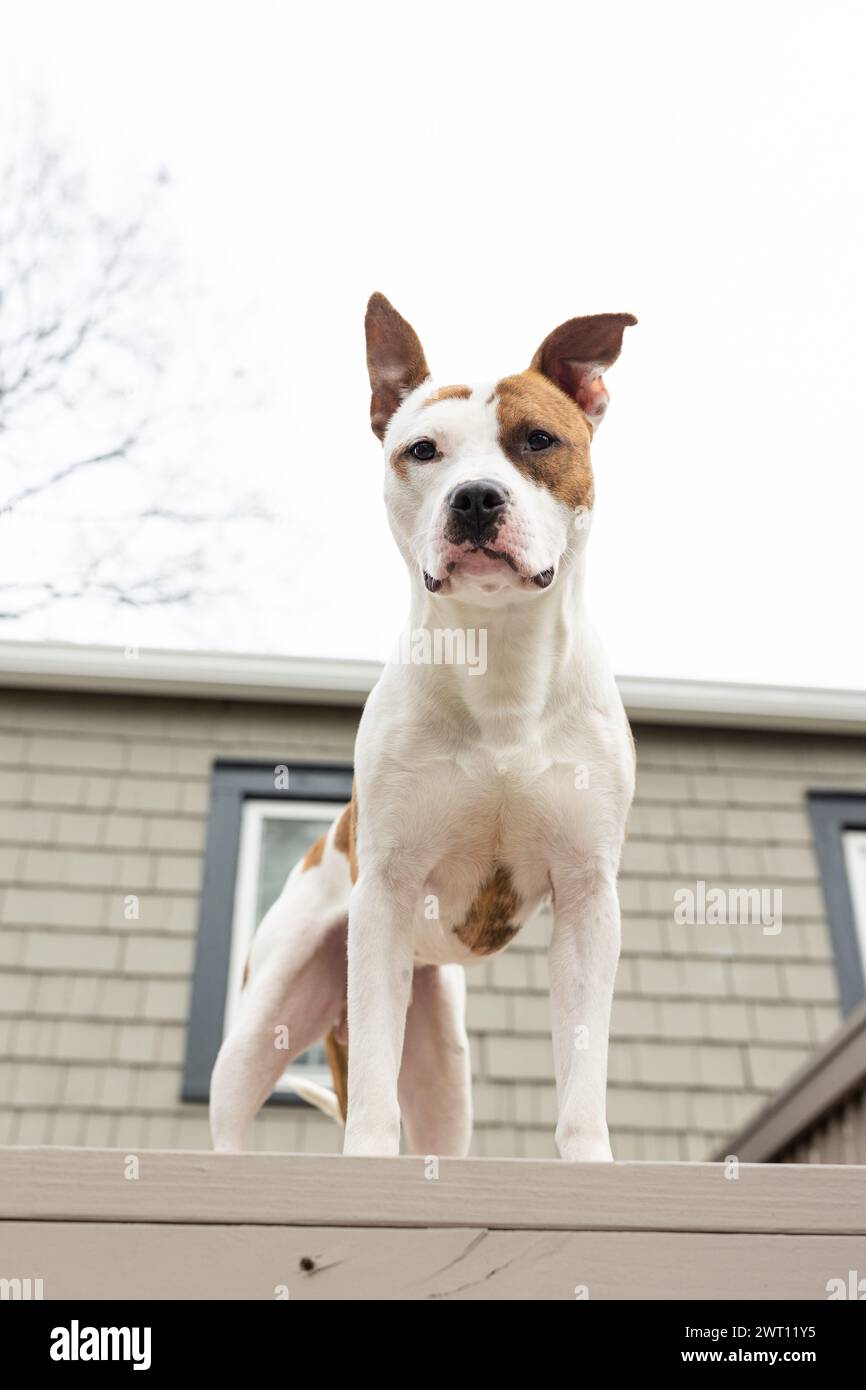 Furry protector hi-res stock photography and images - Alamy