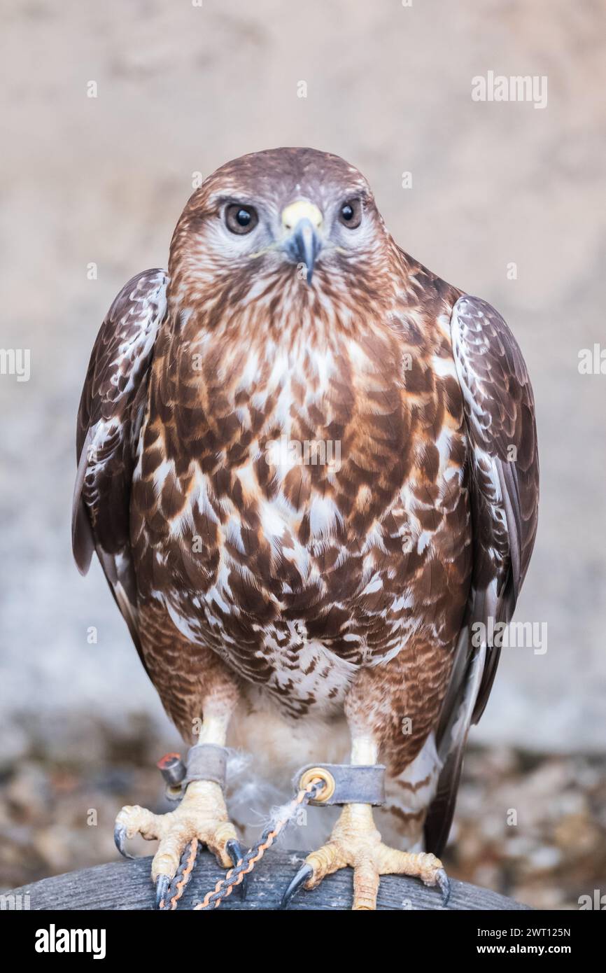 Red shouldered Hawk in zoo caged Buteos or soaring hawks. Buteo ...