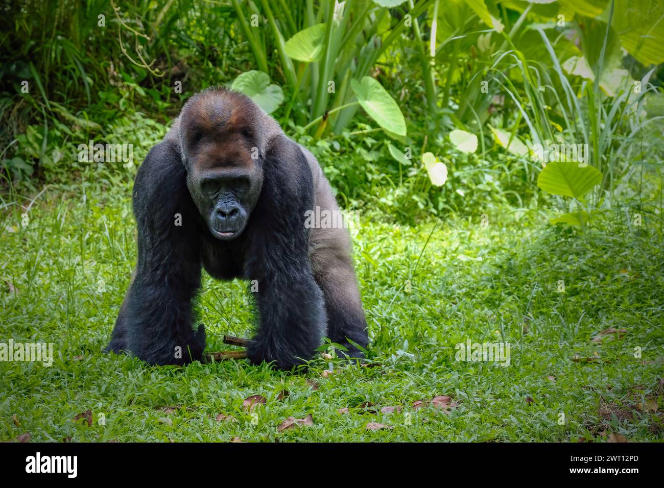 Gorillas playing congo hi-res stock photography and images - Alamy