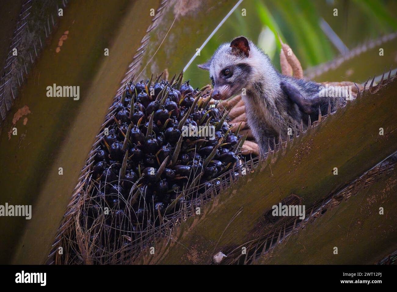 Masked civet hi-res stock photography and images - Alamy