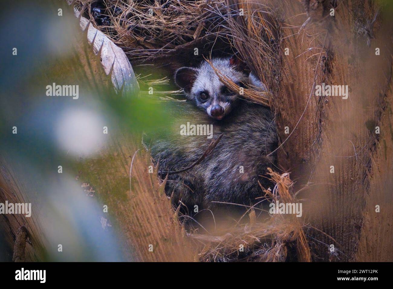 Masked civet hi-res stock photography and images - Alamy
