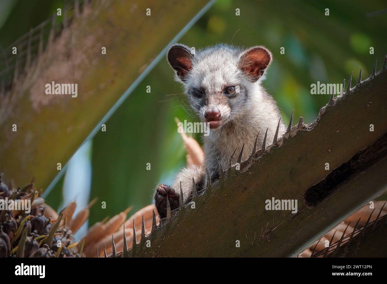 Masked palm civet or Paguma larvata Stock Photo - Alamy