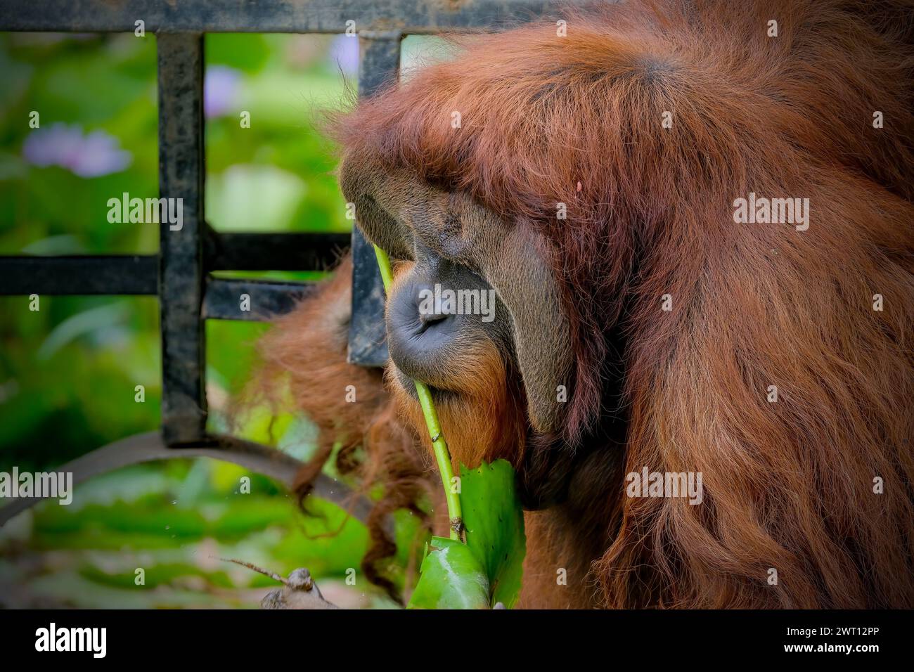 Male bornean orangutan caching the leaf Stock Photo - Alamy