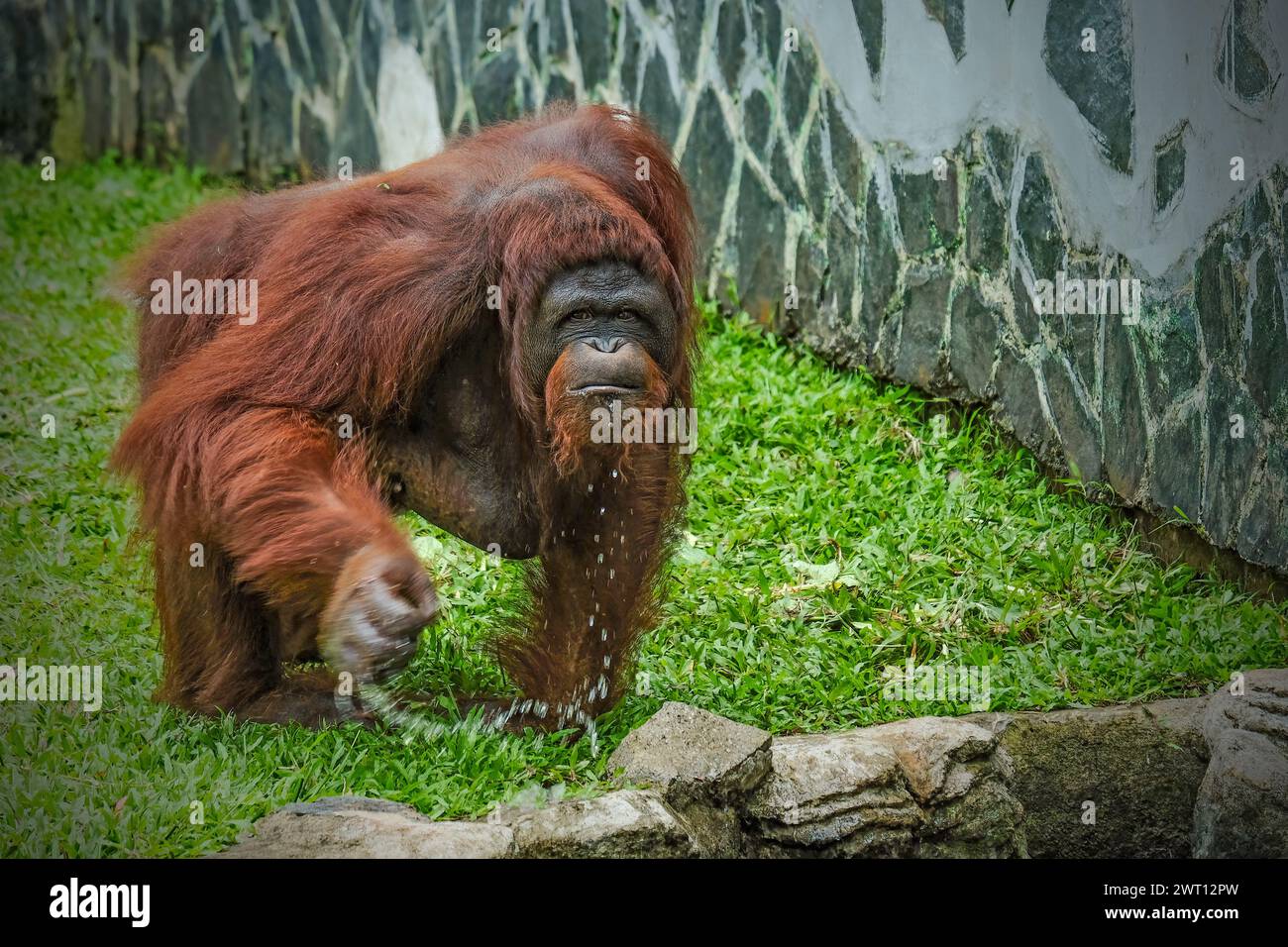 Male bornean orangutan caching the leaf Stock Photo - Alamy