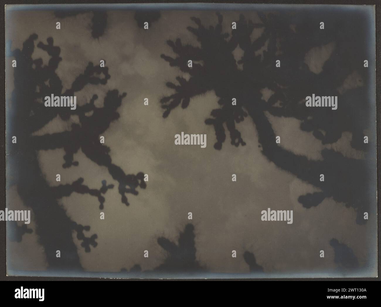 Joshua Trees. Louis Fleckenstein, photographer (American, 1866 - 1943 ...