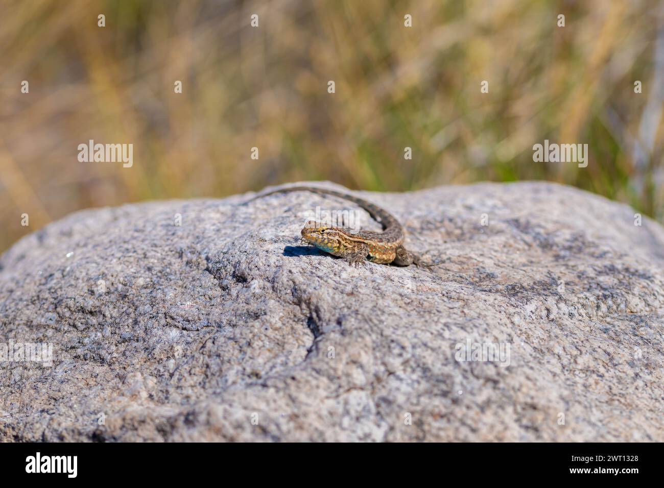 A Desert Horned Lizard in Tucson, Arizona Stock Photo - Alamy