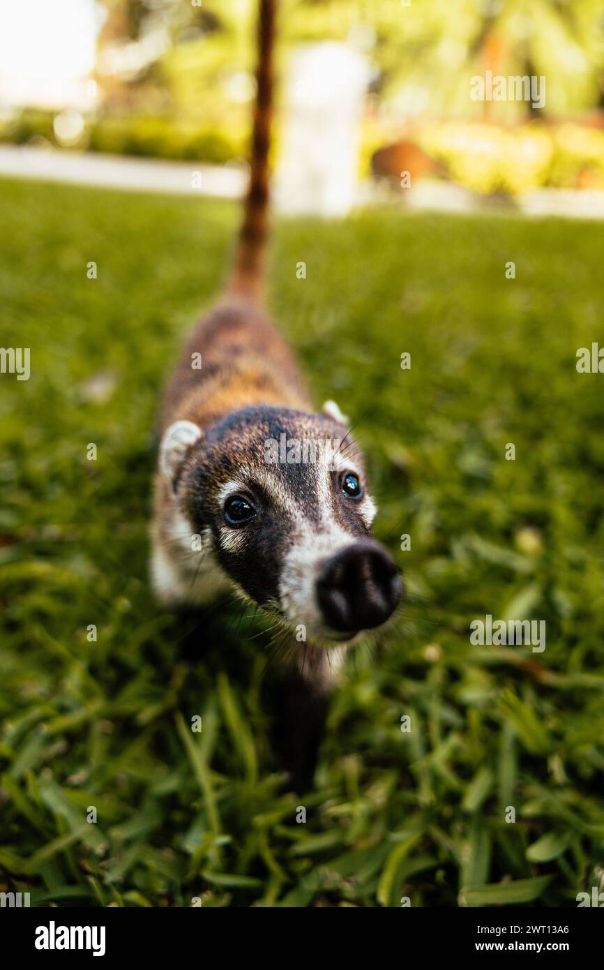 Curious Coati Mundi Wild Life Mexico Stock Photo - Alamy