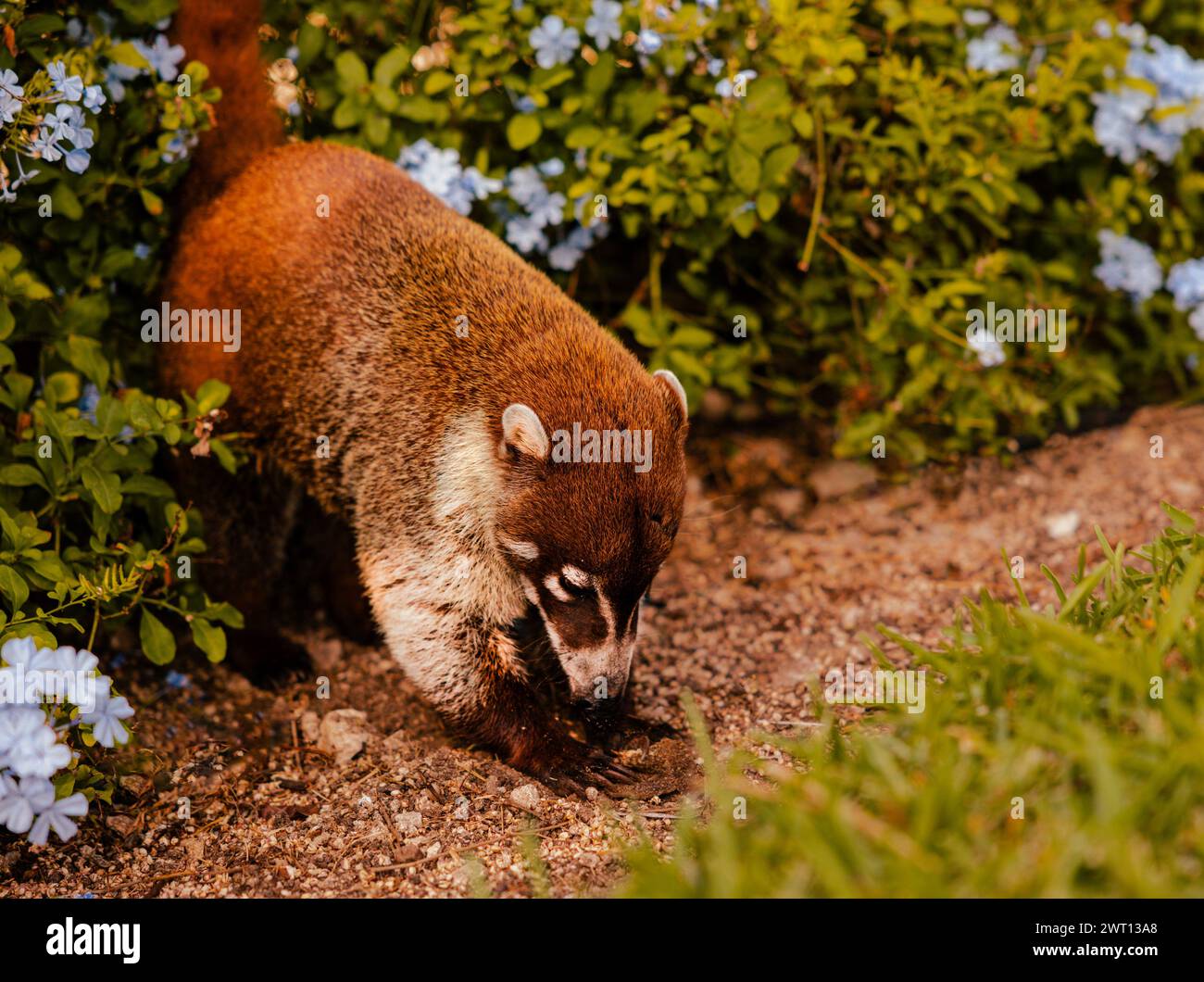 Coati Wild Life Animal Digging Stock Photo - Alamy