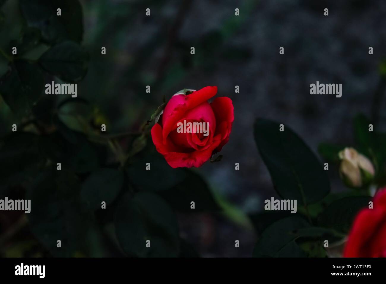a single bright red rose with greenery background Stock Photo - Alamy