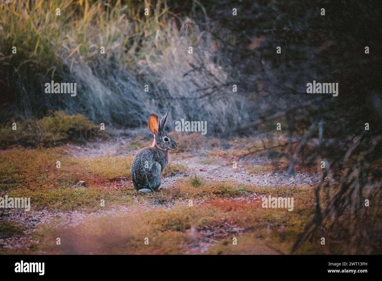 Wild life Rabbit in the Deserts of Arizona Stock Photo - Alamy