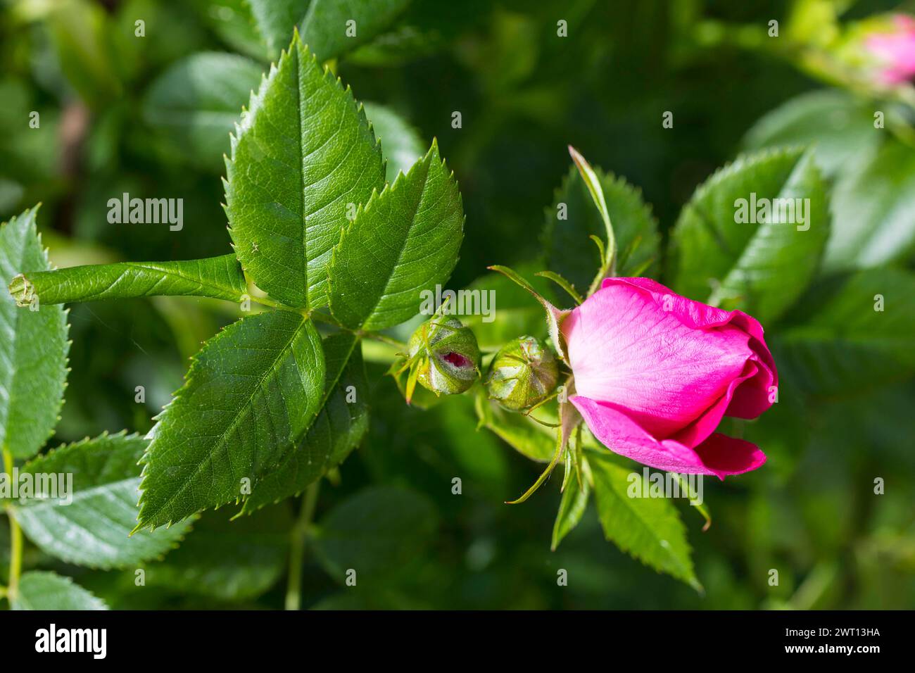 Hundsrose Rosa canina in Blüte *** Dog rose Rosa canina in bloom Stock ...
